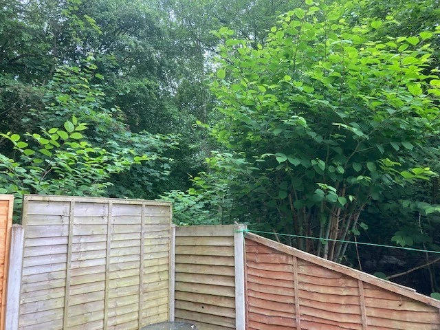 Japanese Knotweed Identification - Indentify Invasive Knotweed Plant